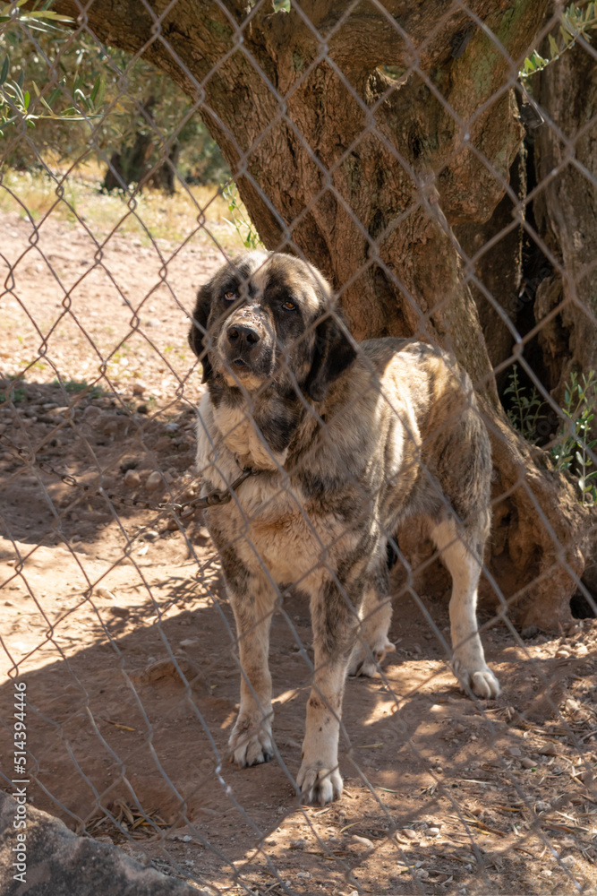 Perro mastín triste en una perrera atado y encerrado detrás una valla ...