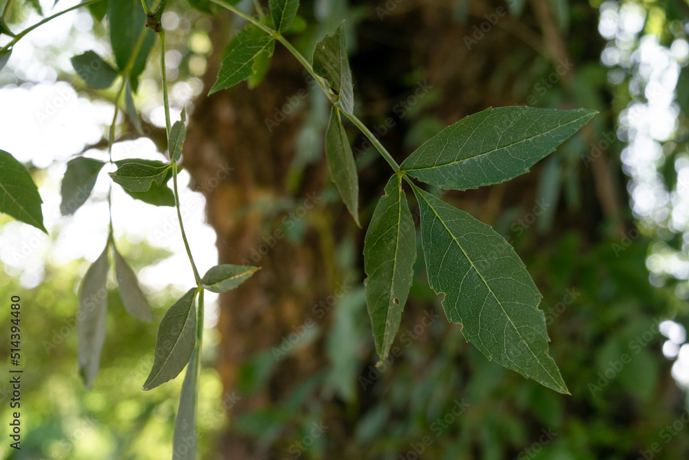 hoja de fresno común, fraxinus excelsior Stock Photo | Adobe Stock