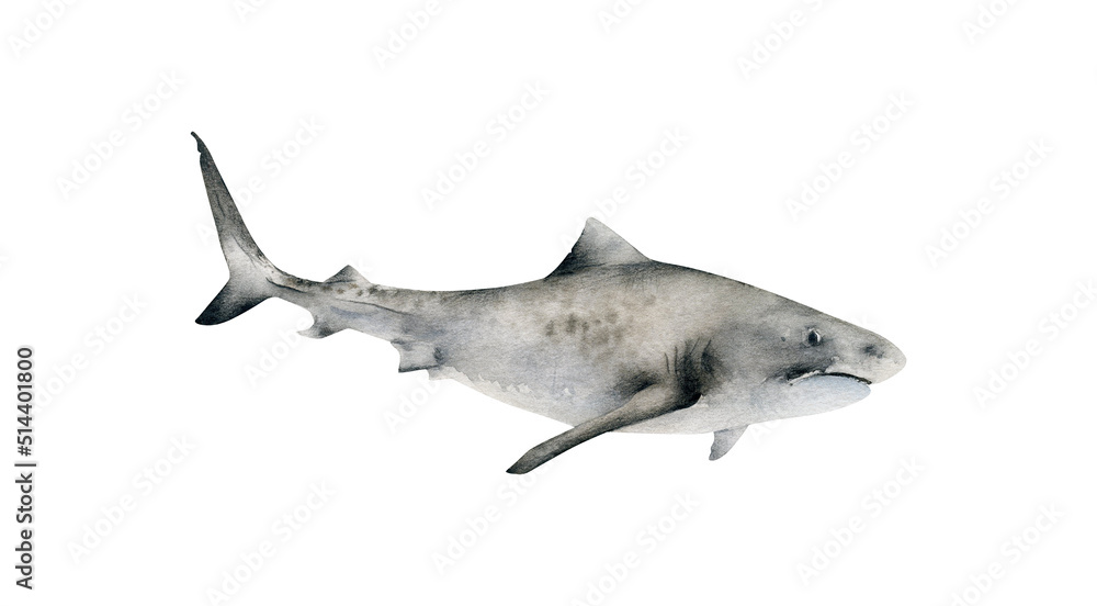 Hand-drawn watercolor tiger shark illustration isolated on white ...