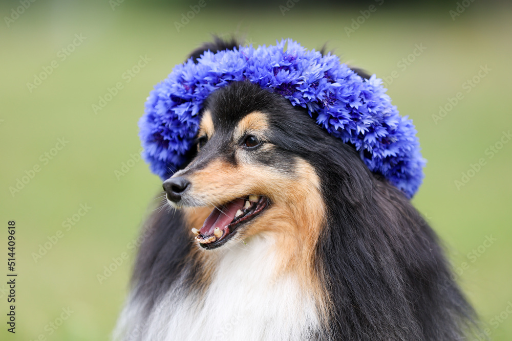 Beautiful sable black white shetland sheepdog, small collie lassie dog ...
