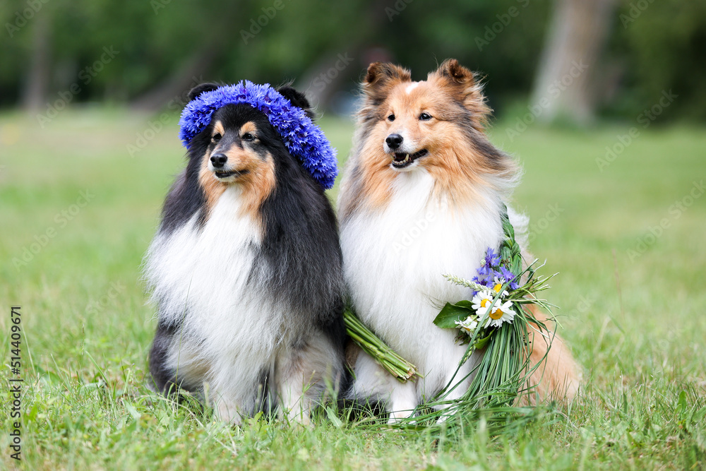 Two beautiful sable white shetland sheepdog, small collie lassie dog ...
