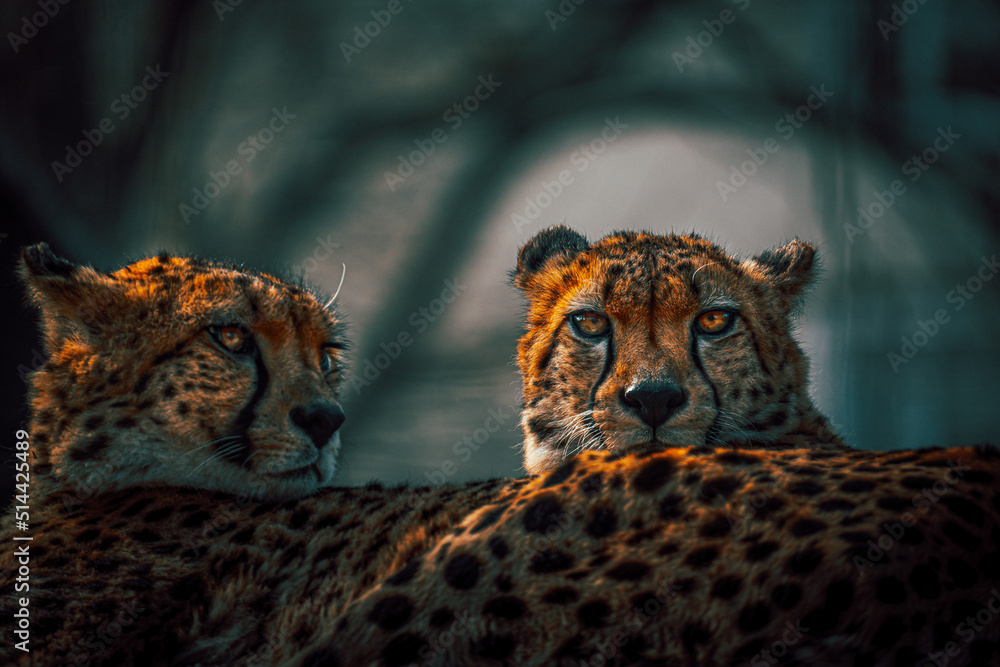Gepard Look Stock Photo | Adobe Stock