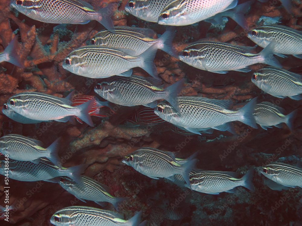 Arabian Threadfin Bream - Scolopsis Ghanam - In The Red Sea, Egypt ...