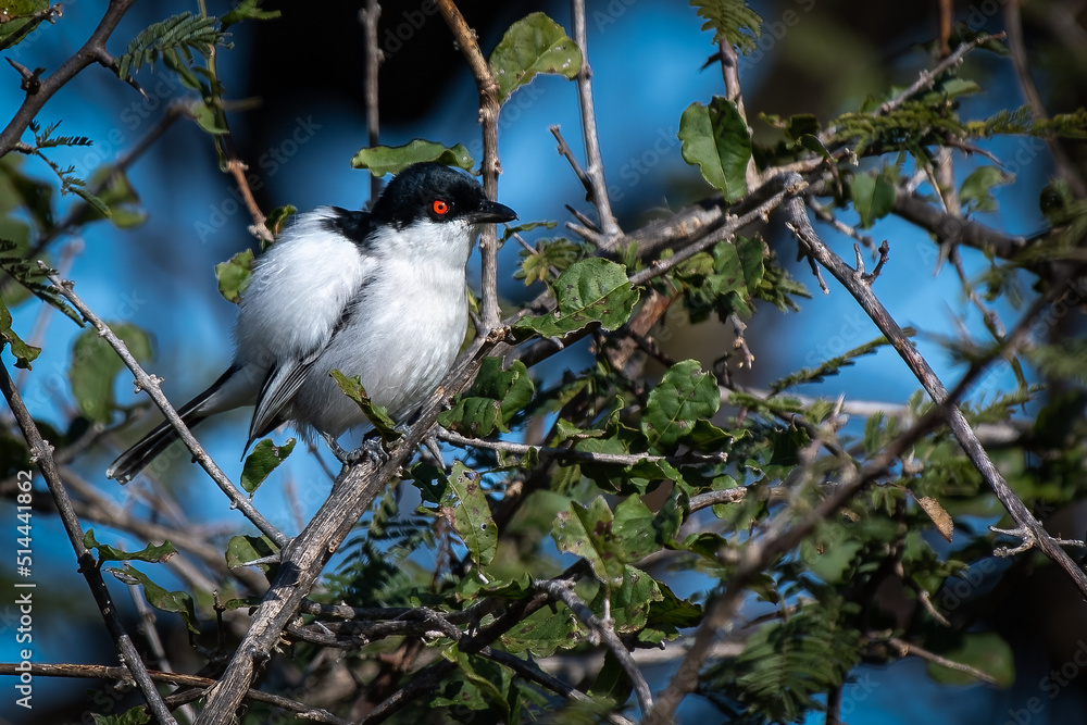 Puff-back Shirke all puffed up aka Snowball bird Stock Photo | Adobe Stock