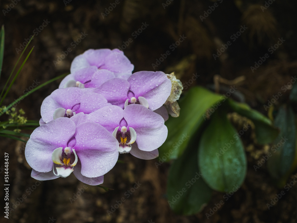 Phalaenopsis aphrodite is an orchid of the Phalaenopsis genus of the ...