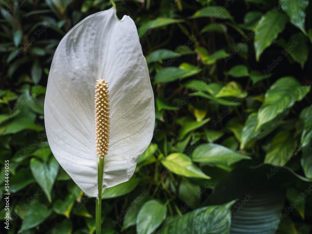 Spathiphyllum wallisii, commonly known as the peace lily, white candle ...