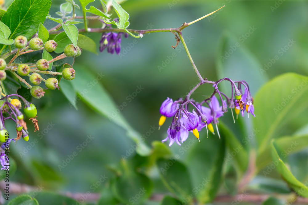 Bittersweet (Solanum dulcamara) known as bittersweet nightshade, bitter ...