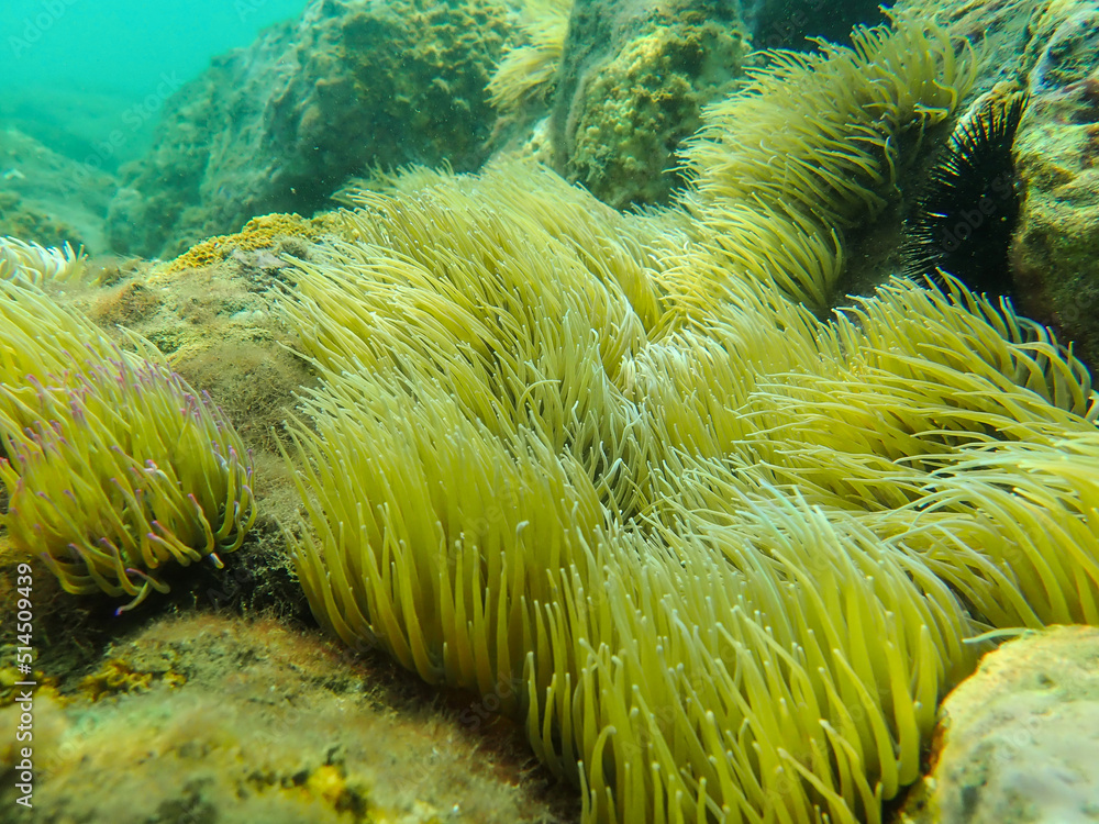underwater blue ocean wide background with sandy sea bottom, Real ...