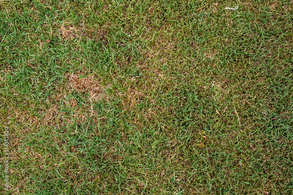 Multi-colored yard grass background texture Stock Photo | Adobe Stock