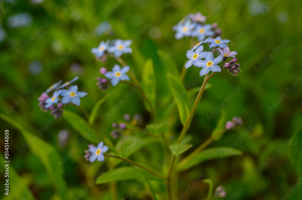 Myosotis alpestris or alpine forget-me-not flowers. Small flowering ...