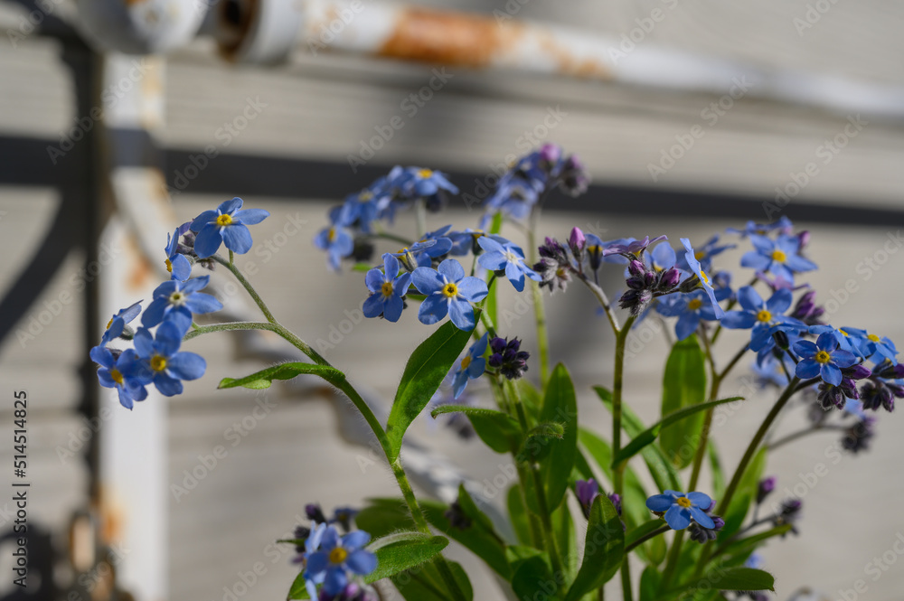 Myosotis alpestris or alpine forget-me-not flowers. Small flowering ...
