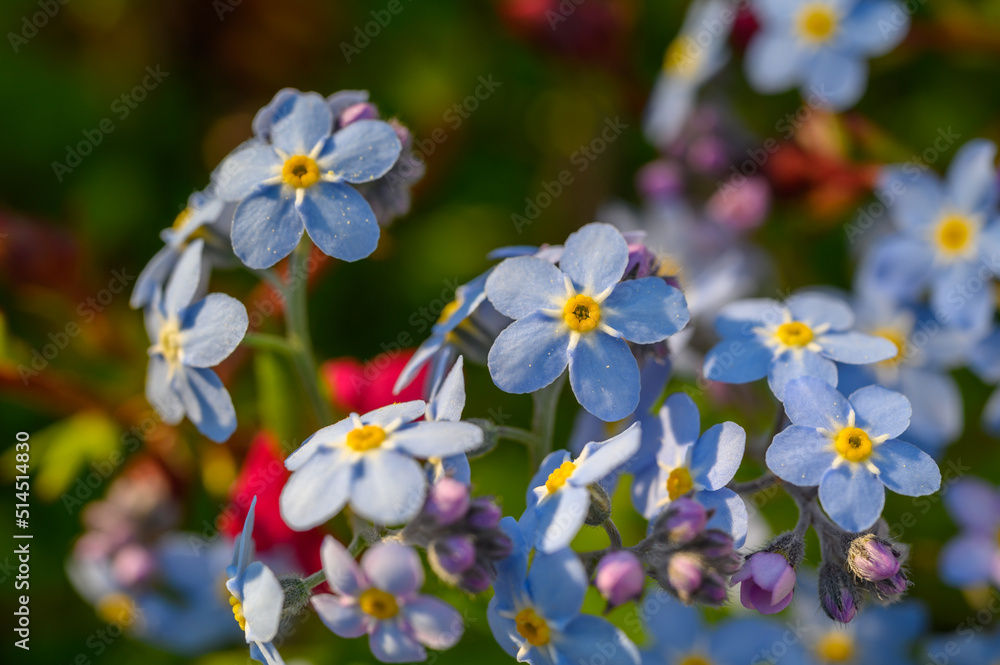 Myosotis alpestris or alpine forget-me-not flowers. Small flowering ...