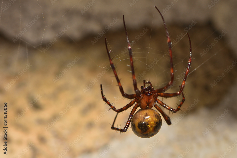 Closeup picture of the giant European cave spider Meta menardi (Araneae ...