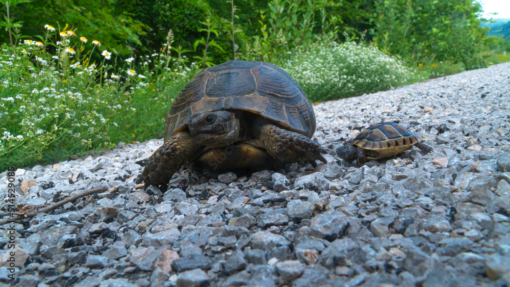 Turtles walking on the road. Mother and baby turtle. Mother poses for ...