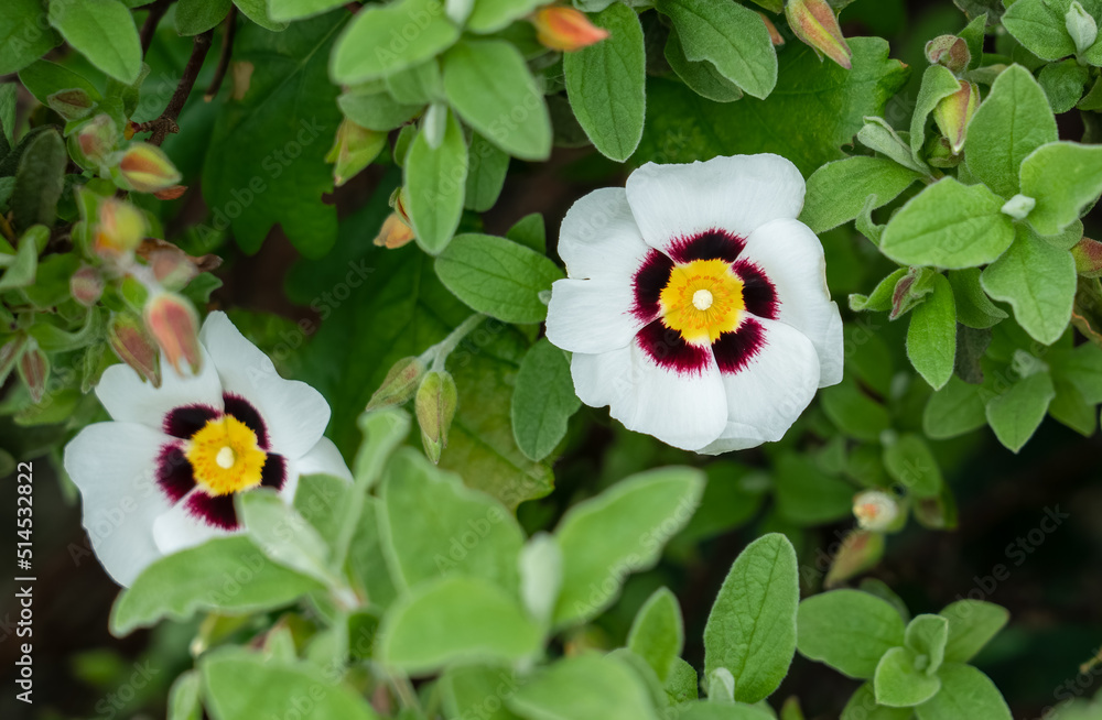 detailed close up of Cistus ladanifer also known as gum rockrose ...