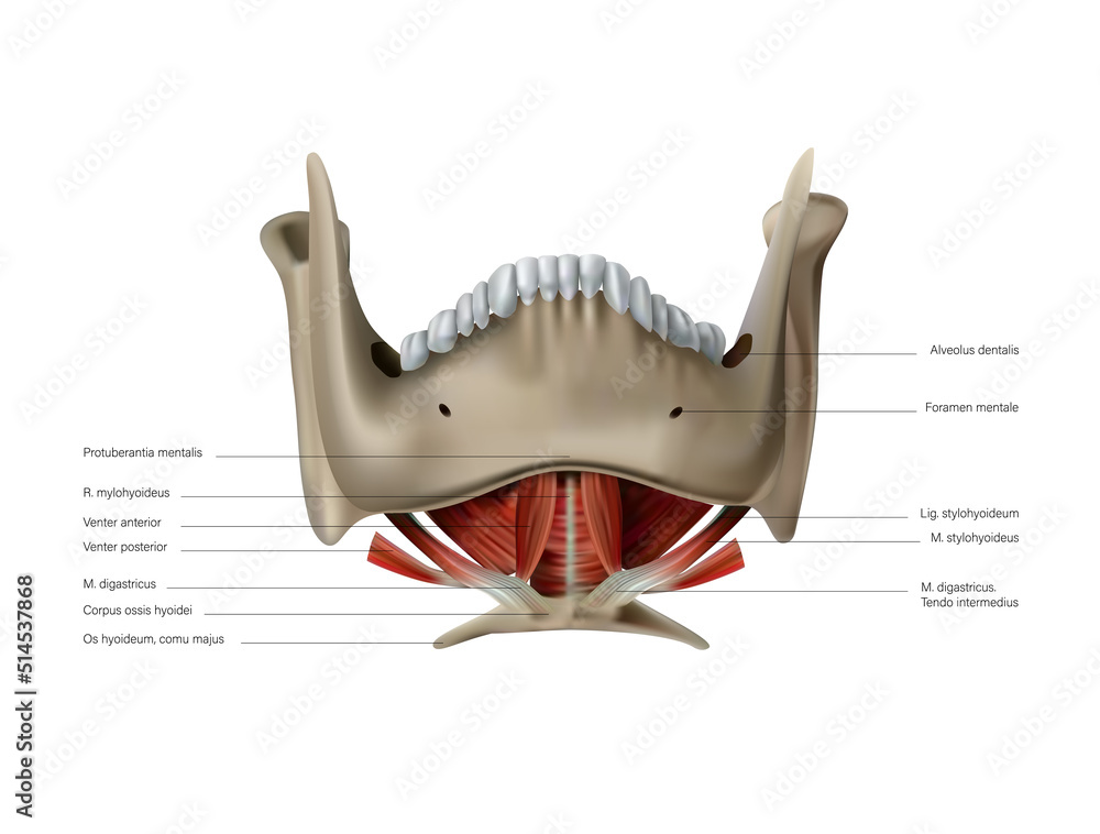 Photo & Art Print Anatomy and location of human sublingual muscles, vipman4