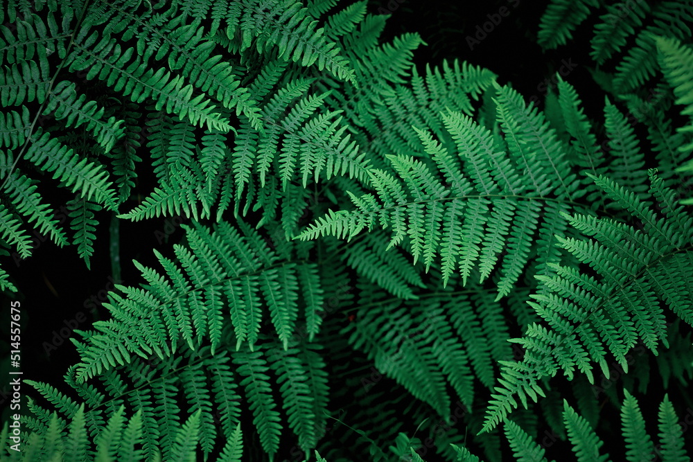 Beautiful background of ferns green foliage leaves. Dense thickets of ...