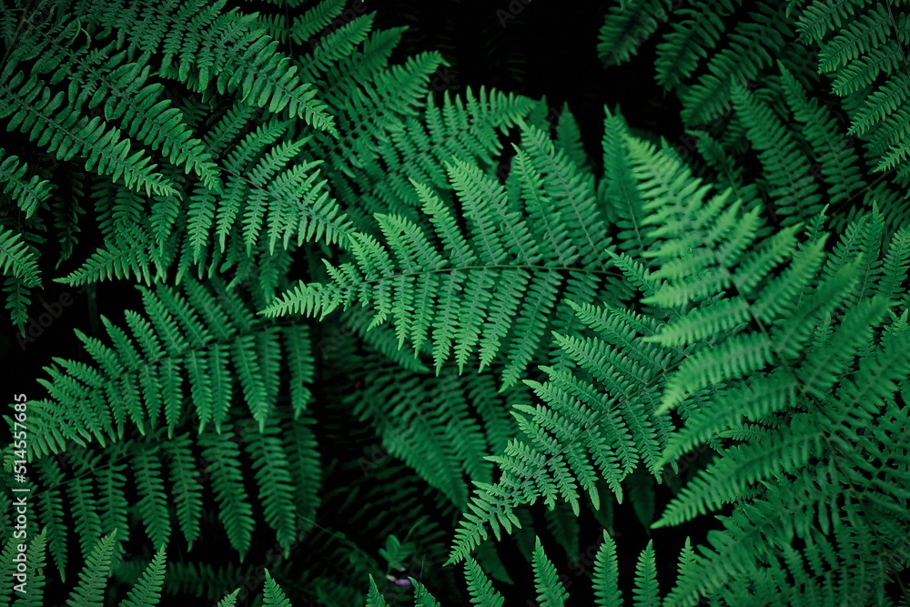 Beautiful background of ferns green foliage leaves. Dense thickets of ...