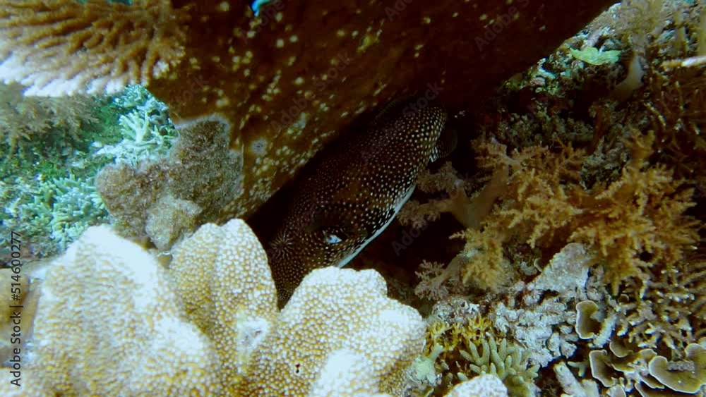 Big Map black puffer, Arothron mappa puffer fish in clear clean water ...