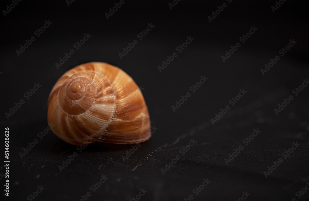 Snail shell Old snail shell on black background on the black stone ...