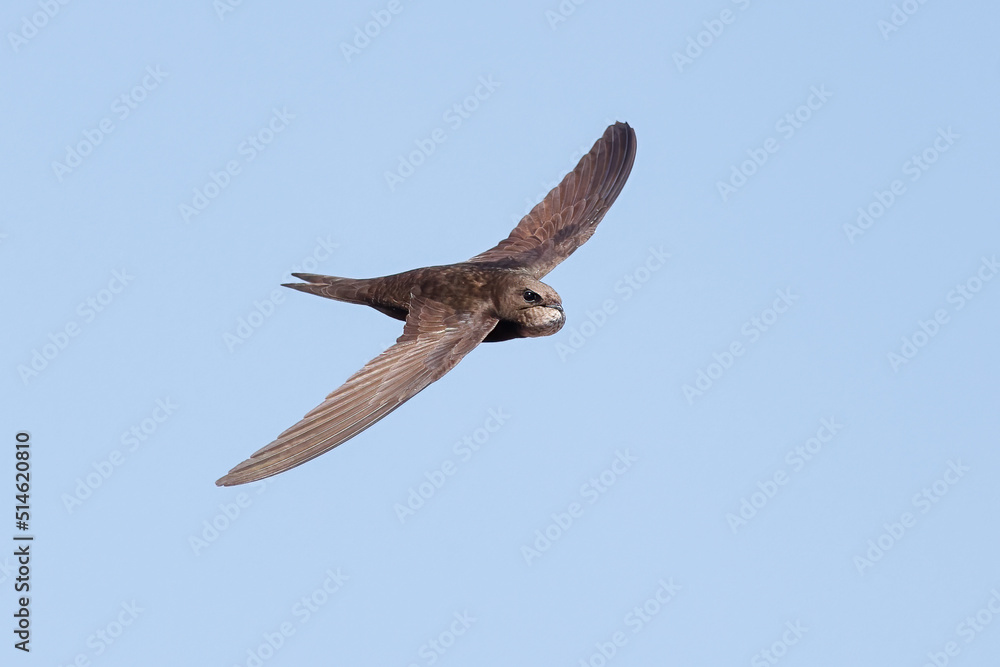 Common swift flying with bolus of food Stock Photo | Adobe Stock