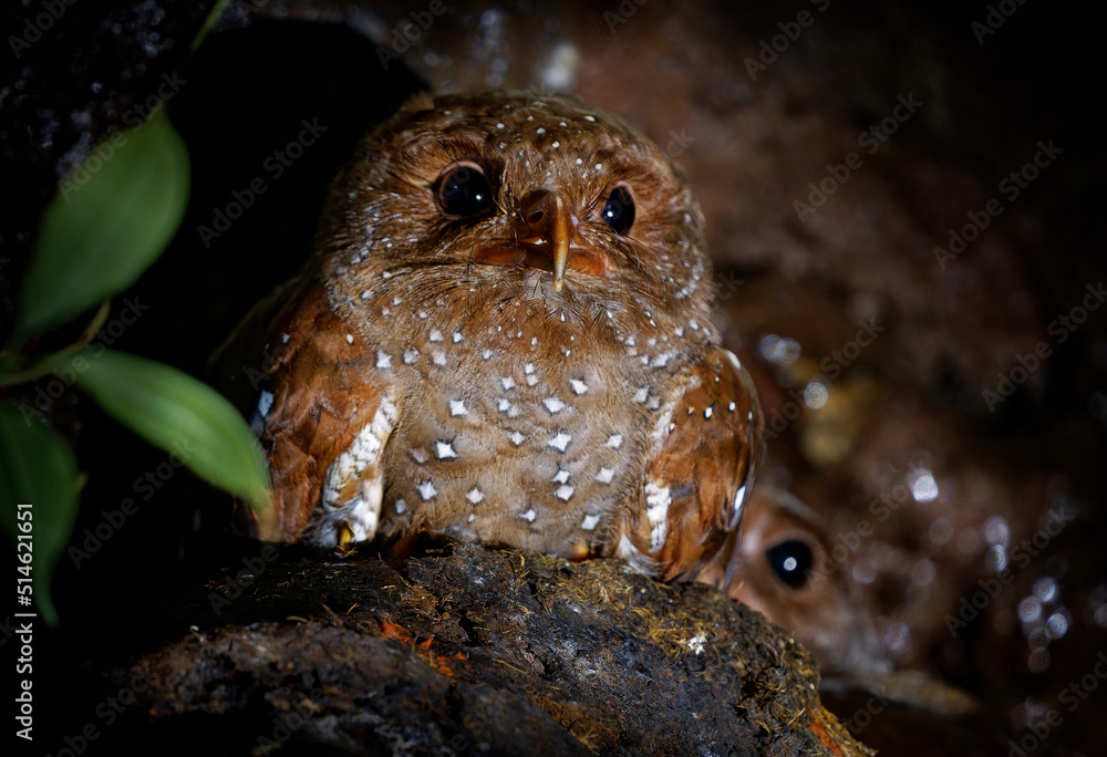 Oilbird - Steatornis caripensis also guacharo, bird similar to nightjar ...
