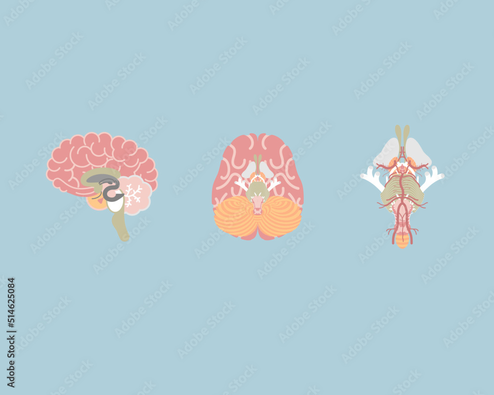 human brain and brain stem, internal organs anatomy body part nervous ...