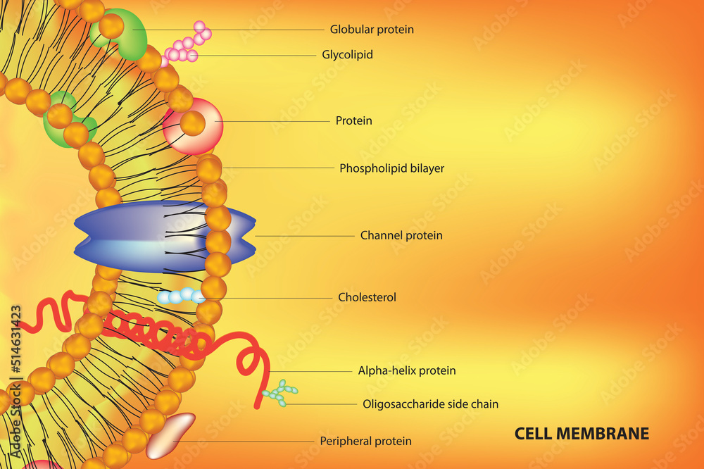 plasma membrane structure Stock Vector | Adobe Stock