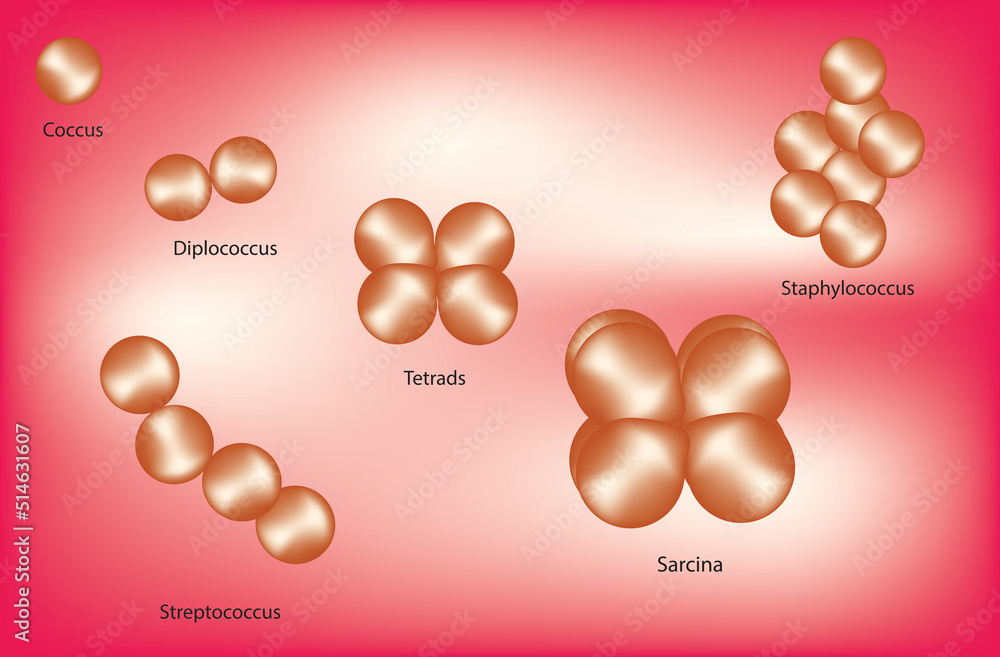 Classification of Cocci bacteria Stock Vector | Adobe Stock