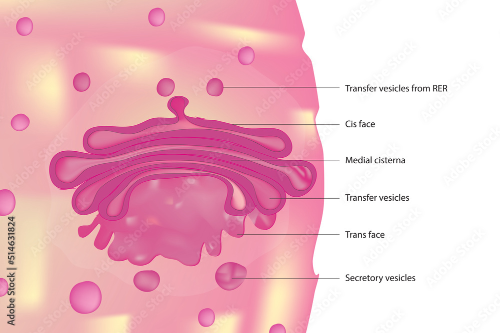 golgi body Stock Vector | Adobe Stock