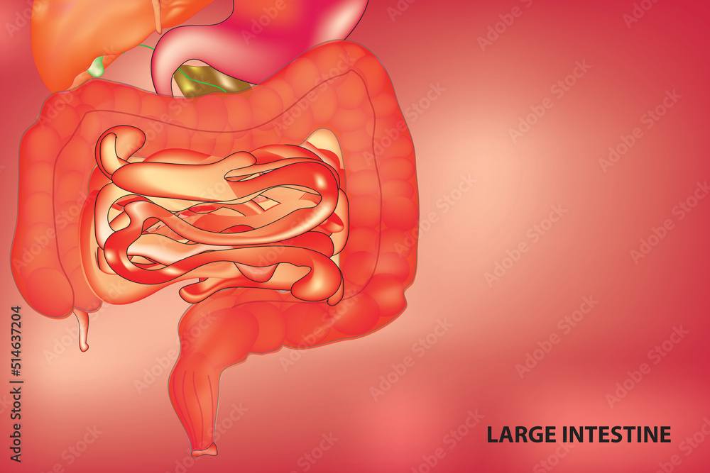large intestine inside human body Stock Vector | Adobe Stock
