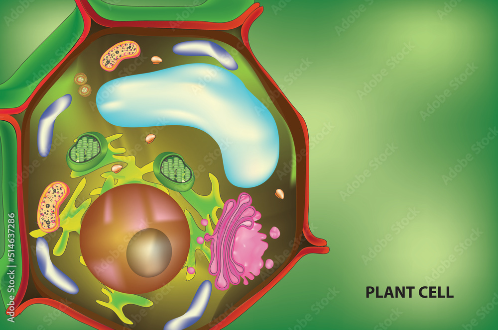 plant cell illustration in green background Stock Vector | Adobe Stock
