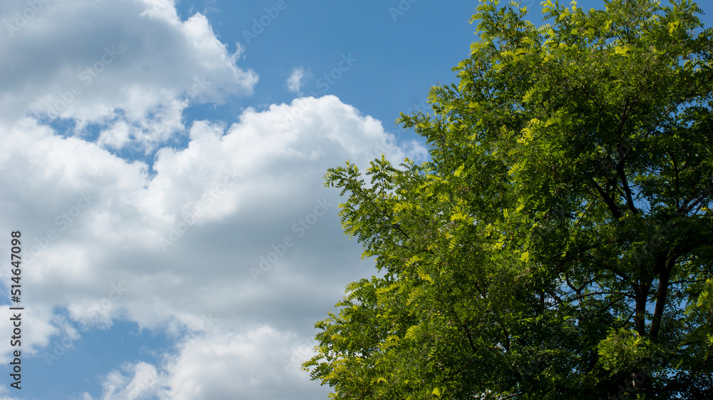 sky and tree Stock Photo | Adobe Stock