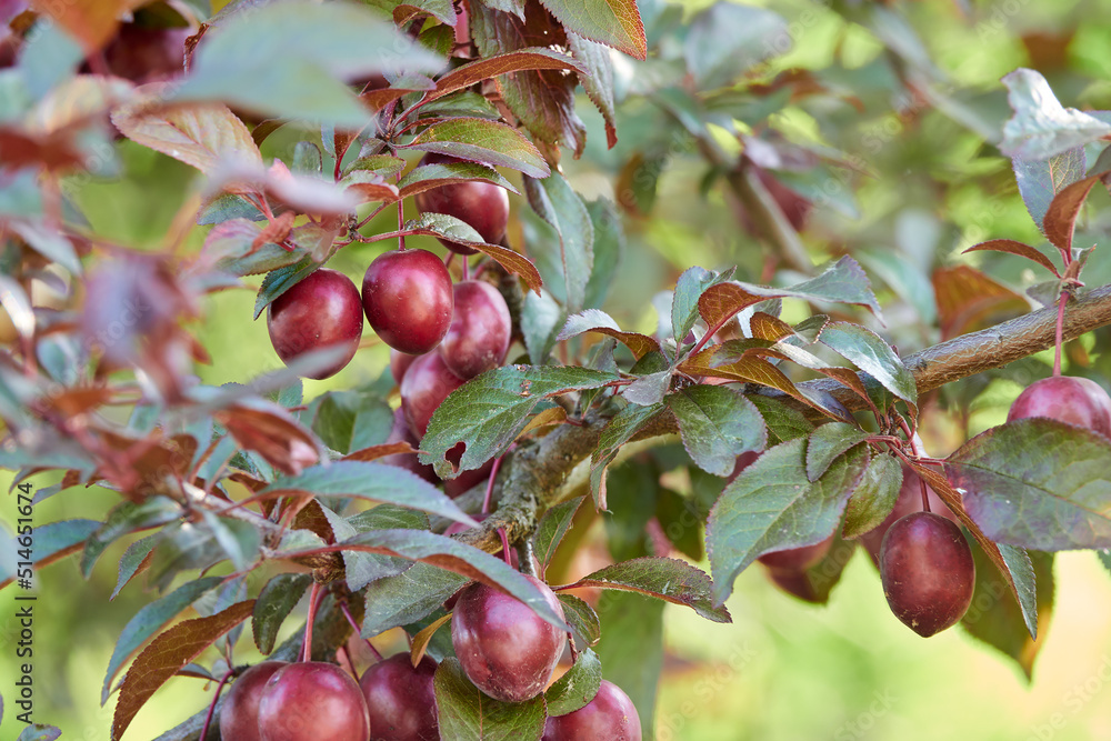 Prunus cerasifera is plum known by common names cherry plum and ...