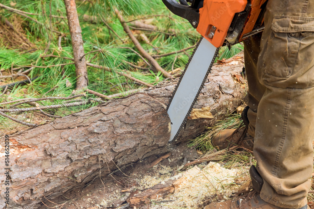 When a violent storm occurs, a chainsaw cuts into the trunk of an ...