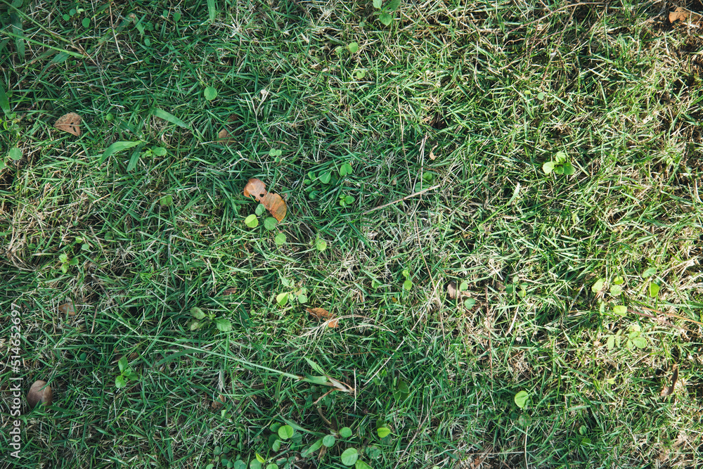 green japanese hair grass texture for background, Zoysia japonica ...