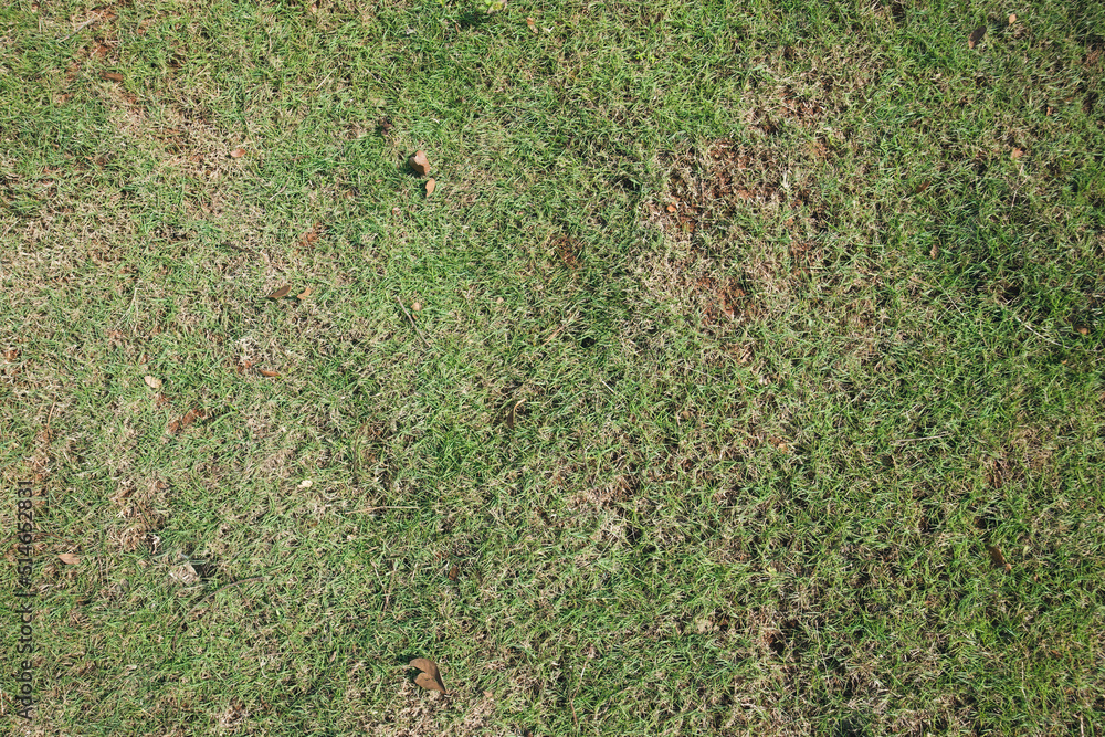 green japanese hair grass texture for background, Zoysia japonica ...