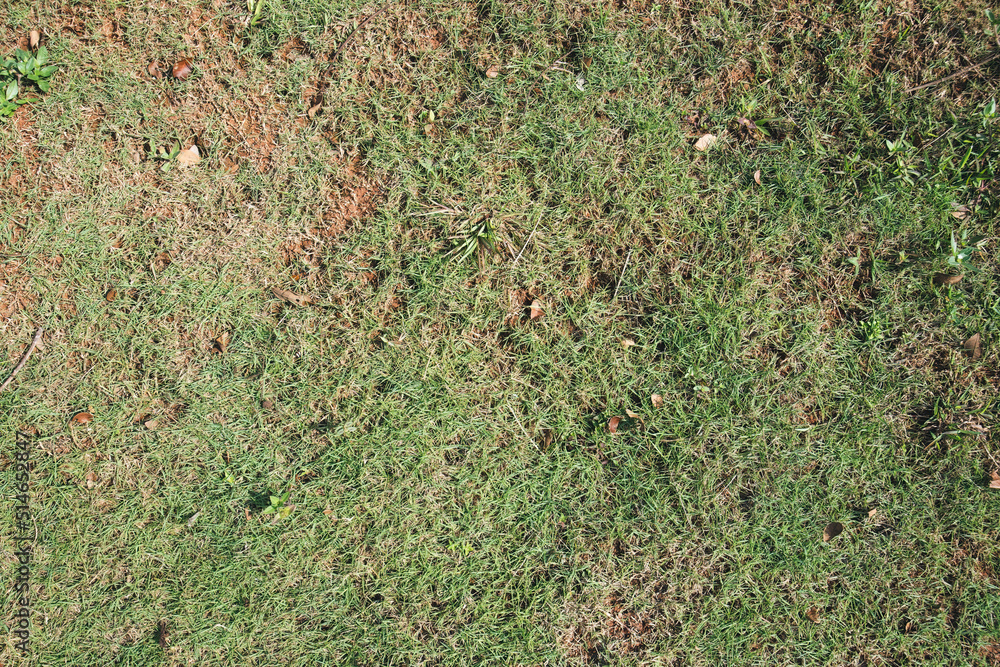 green japanese hair grass texture for background, Zoysia japonica ...