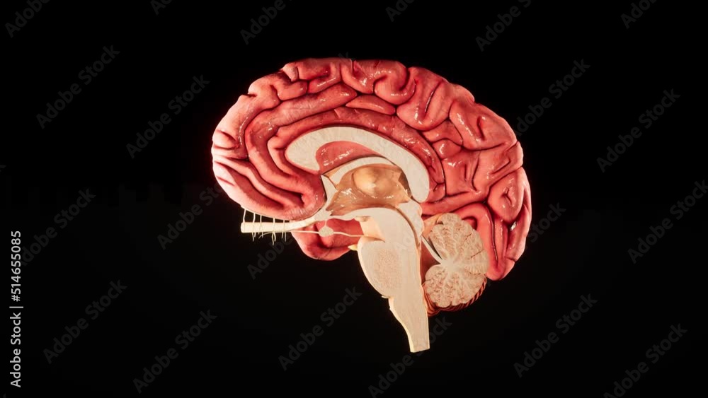 Human brain Anatomical Model 3D glossy brain on brain screen. Rotation ...