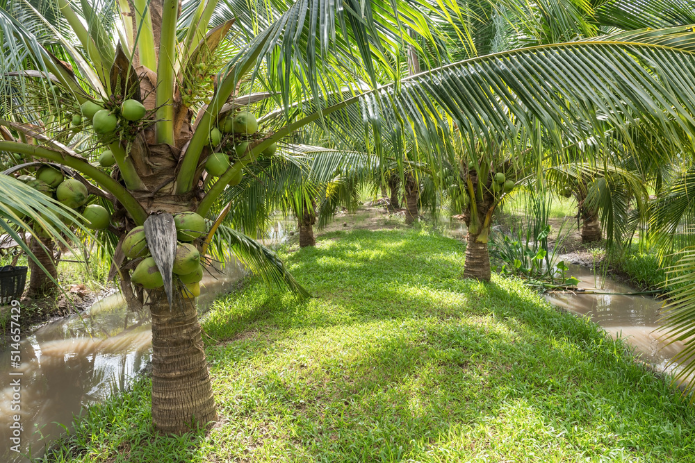 dwarf coconut trees with small canal at tropical farm Stock Photo ...