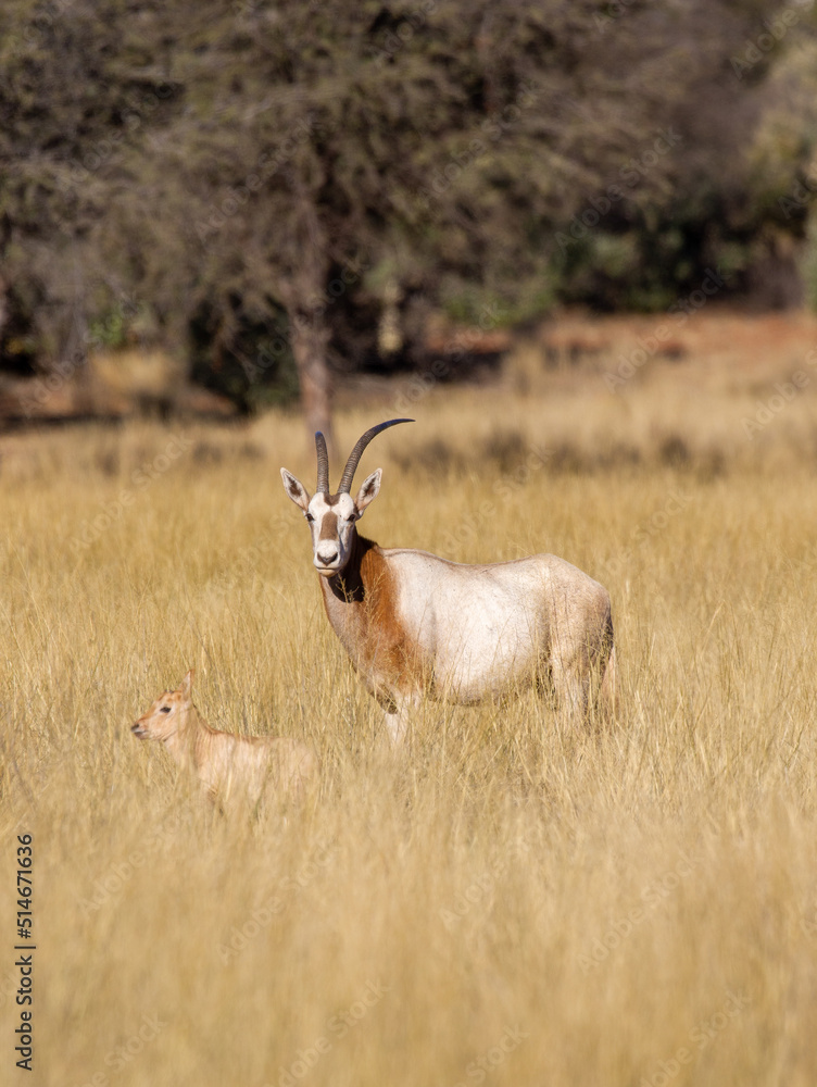 Scimitar Oryx, Sahara Oryx or Scimitar-horned Oryx with two calves, on ...