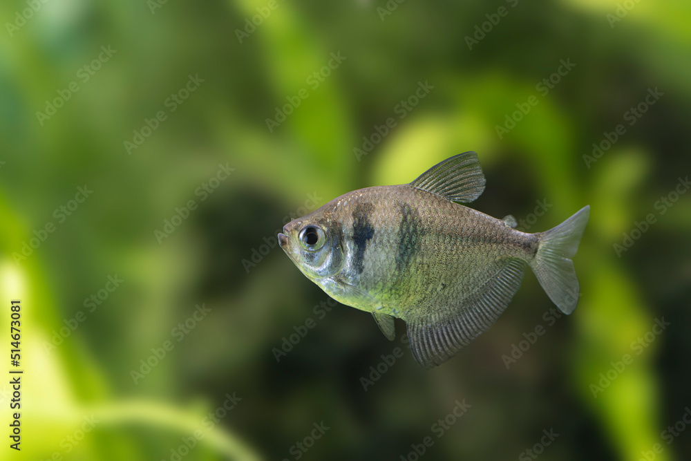 Freshwater fish Black widow tetra Gymnocorymbus ternetzi in close view ...