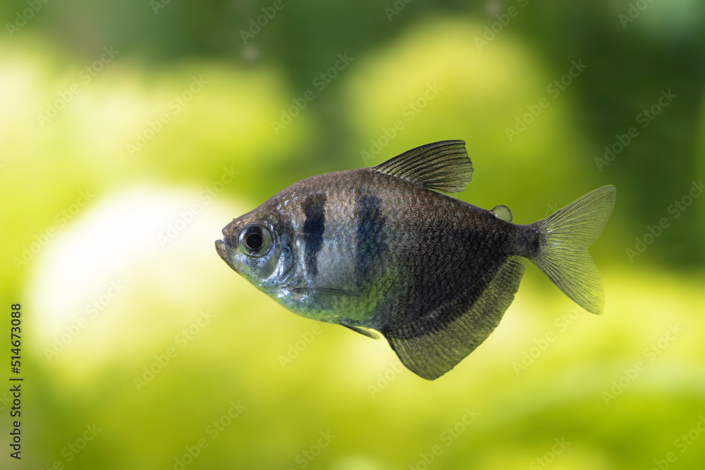 Poster Freshwater fish Black widow tetra Gymnocorymbus ternetzi in ...
