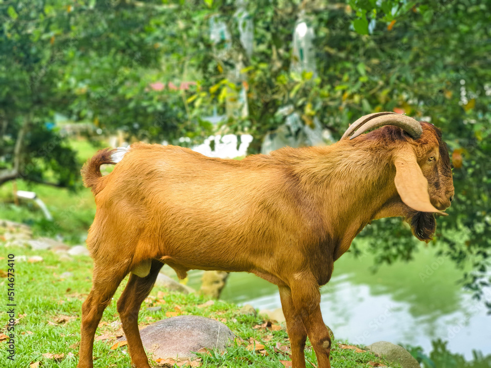 Stockfoto Goat for Qurban Eid al-Adha. Eid al-Adha is an Islamic ...
