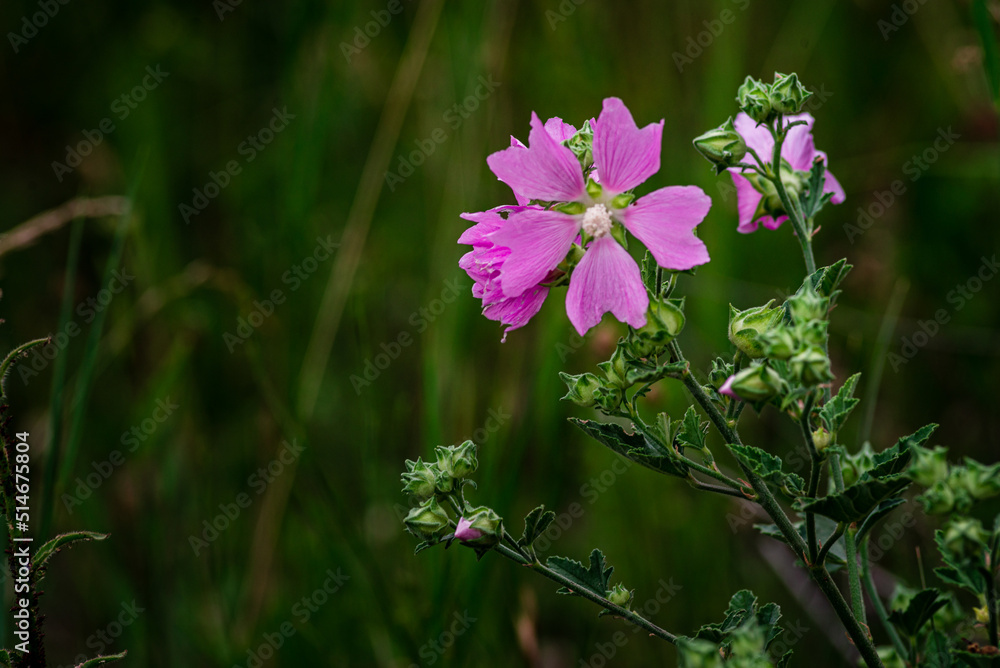 Blooming pink mallow flowers (Malva alcea, cut-leaved mallow, vervain ...