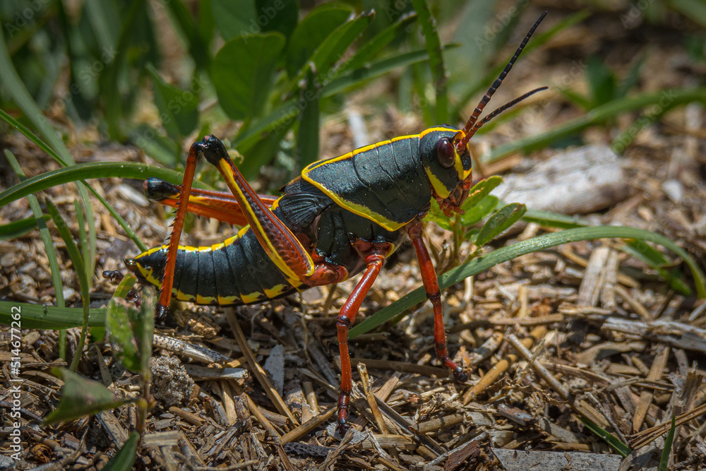 Southeastern Lubber Grasshopper