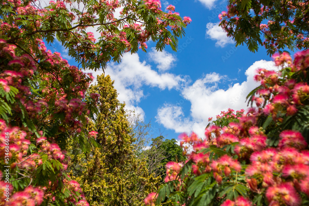 Frame of flowering tree branches of Albizia julibrissin, Persian silk ...