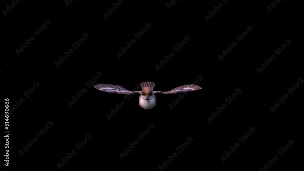 Sparrow Flapping Wings Front View, Animation.Full HD 1920×1080. 05 ...