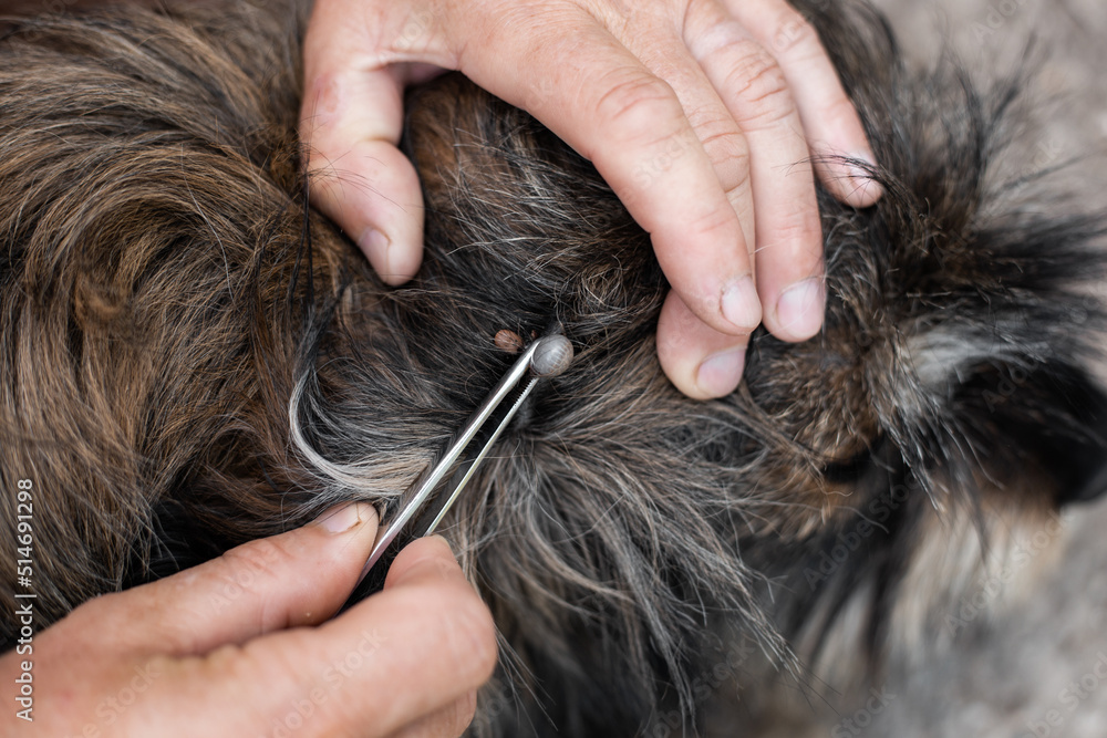 A large tick sucked blood from an animal. Canine ixodid tick on the ...