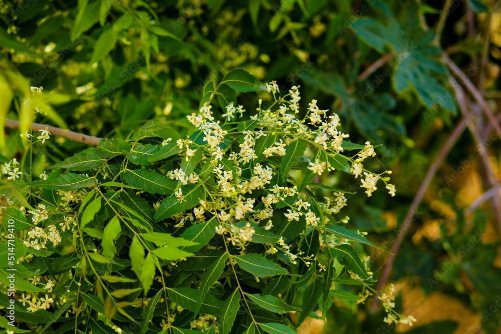 Neem leaf blur background,azadirachta indica - commonly known as neem ...